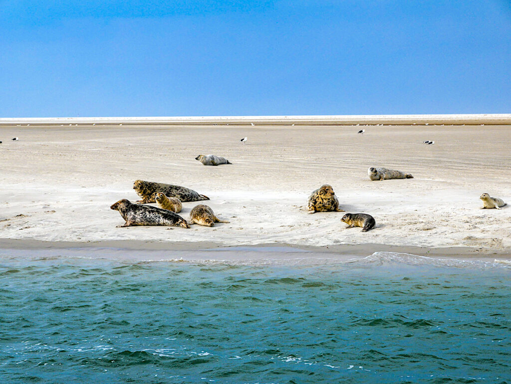 Pellworm - 11 Sehenswürdigkeiten und 7 Geheimtipps